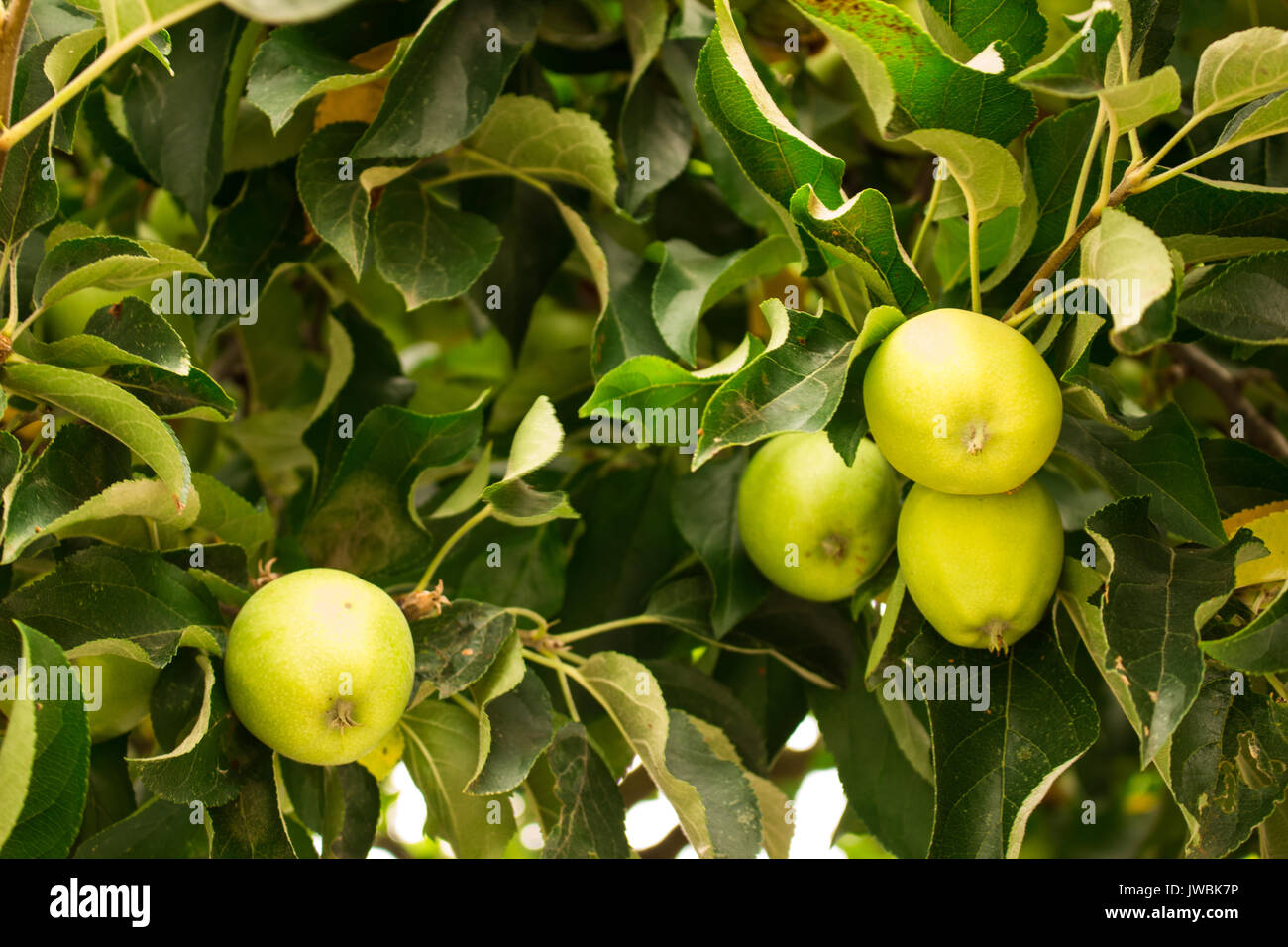 Apple. Apple tree with fruits. Organic food Stock Photo - Alamy