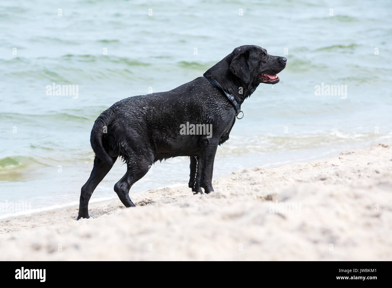 Labrador on beach hi-res stock photography and images - Alamy