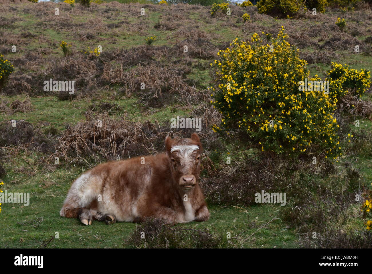 New forest highland cow hi-res stock photography and images - Alamy