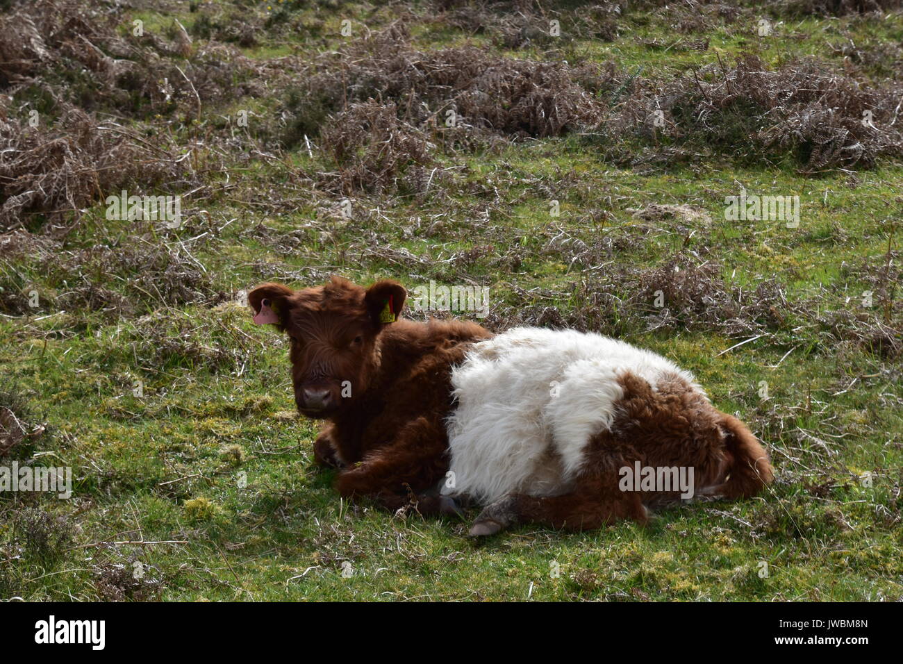 New forest highland cow hi-res stock photography and images - Alamy