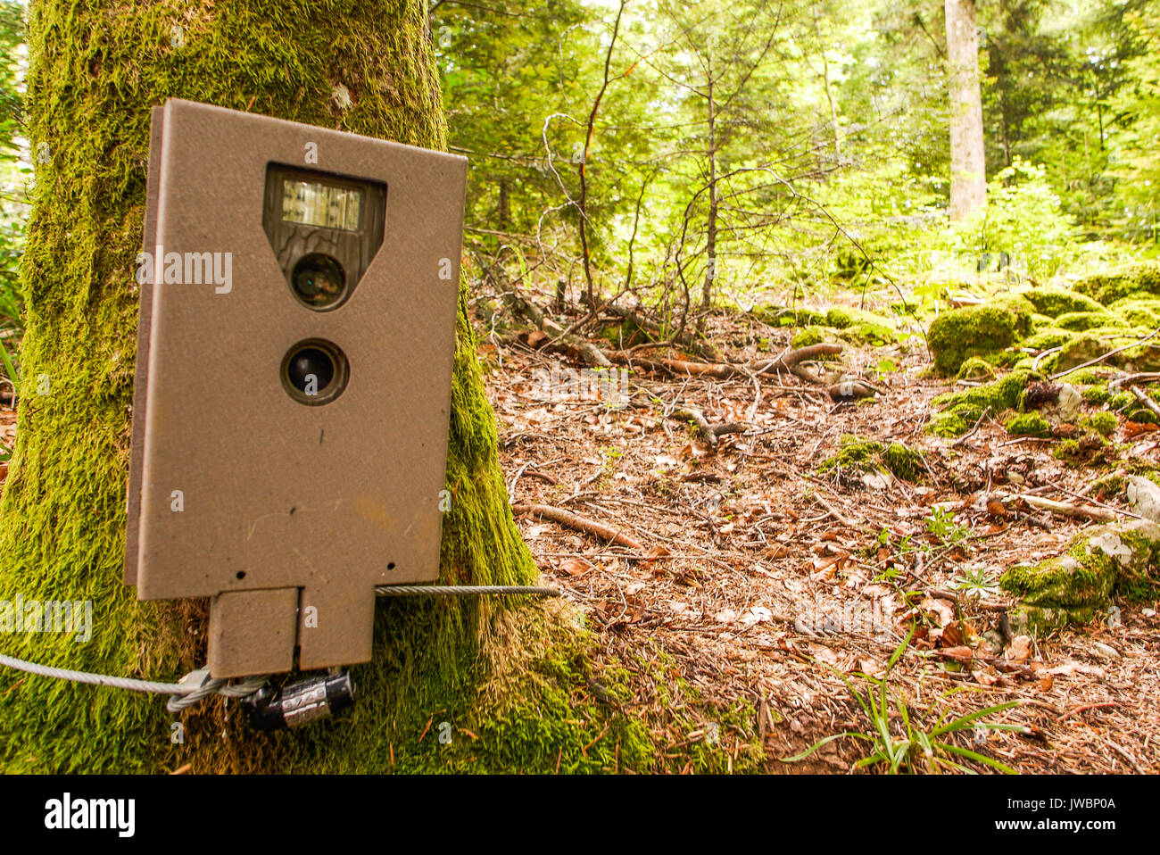 An automatic camera used to observe animals life and survey wild ...