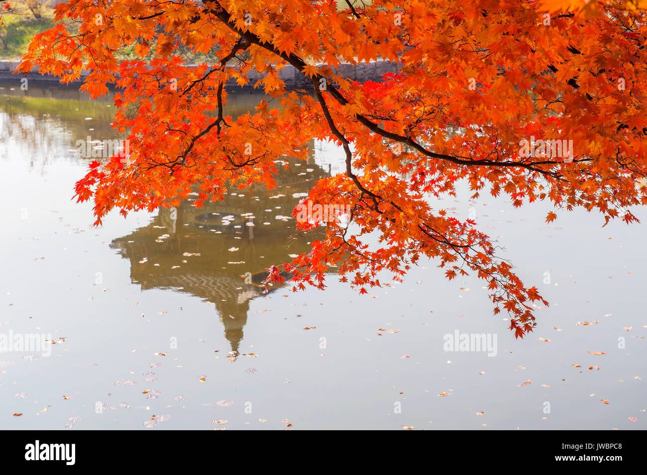 Maple tree in Gyeongbokgung,South Korea Stock Photo - Alamy