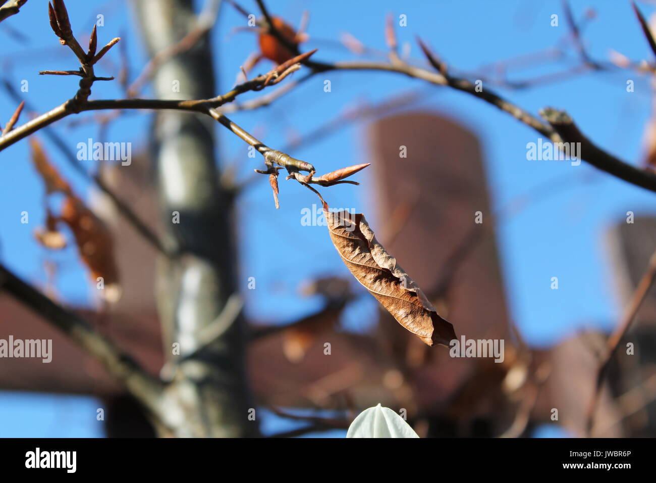 Sky brown hi-res stock photography and images - Alamy