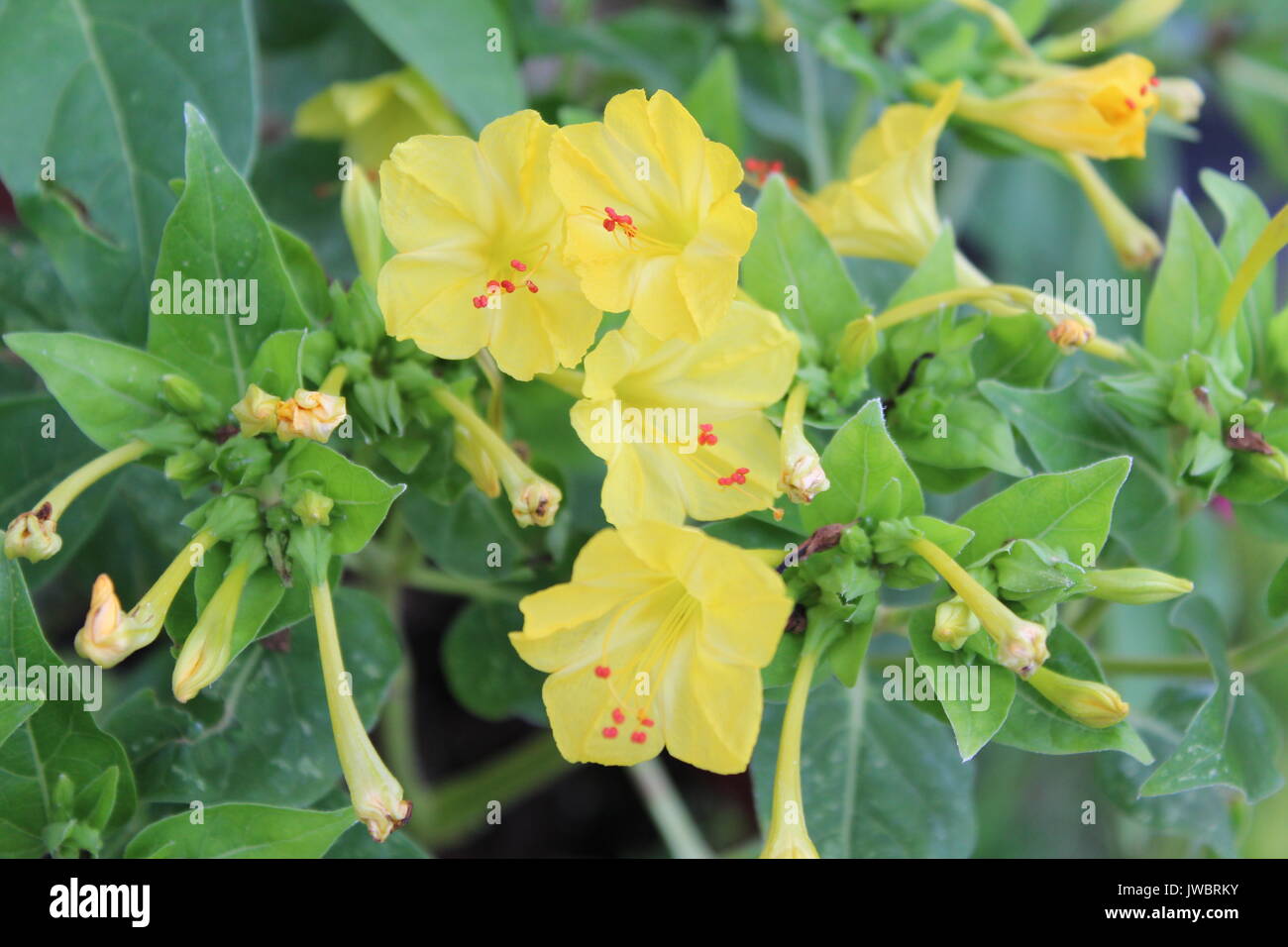 Four petal flowers hi-res stock photography and images - Alamy