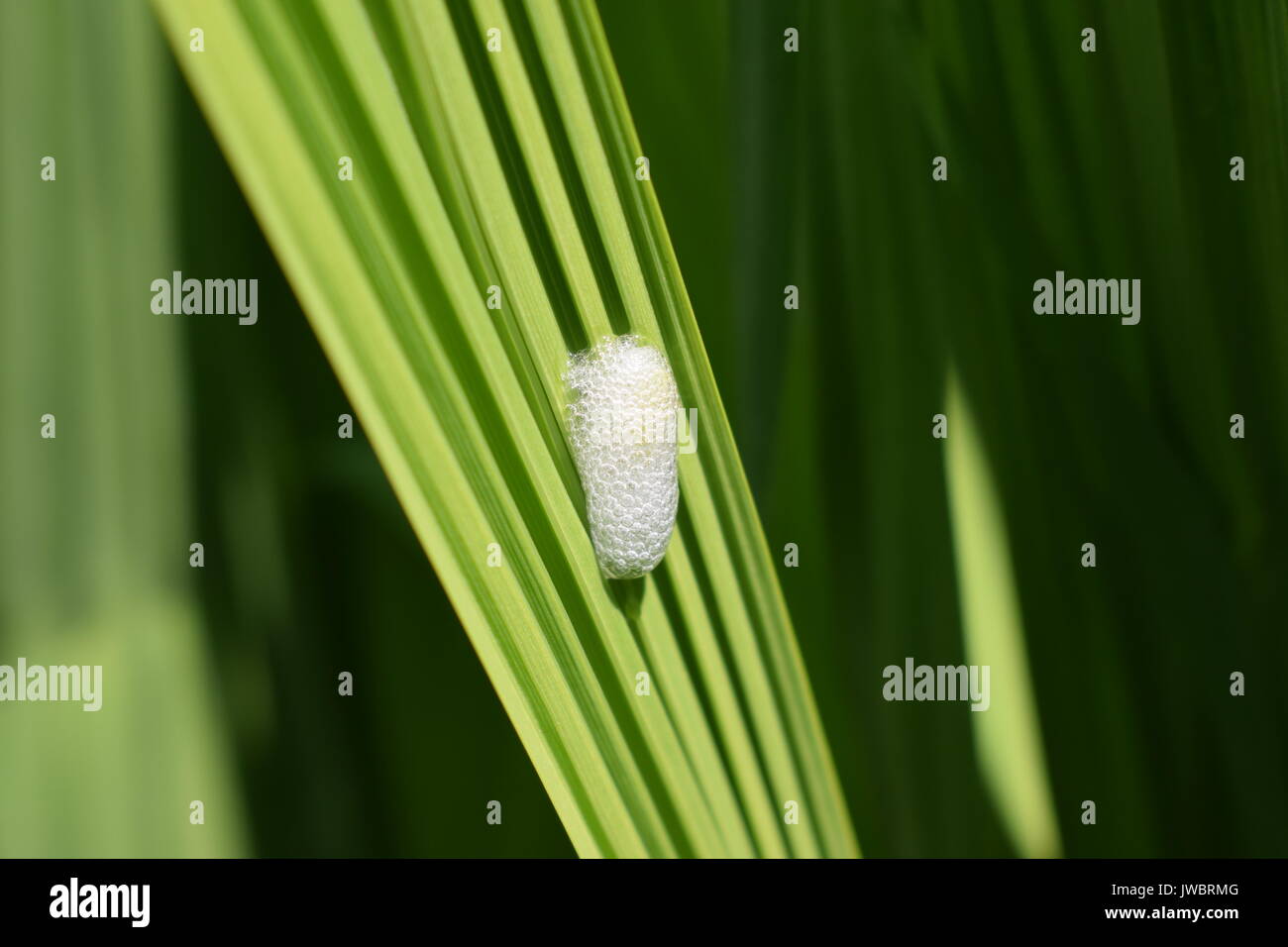 Spittlebug hi-res stock photography and images - Alamy
