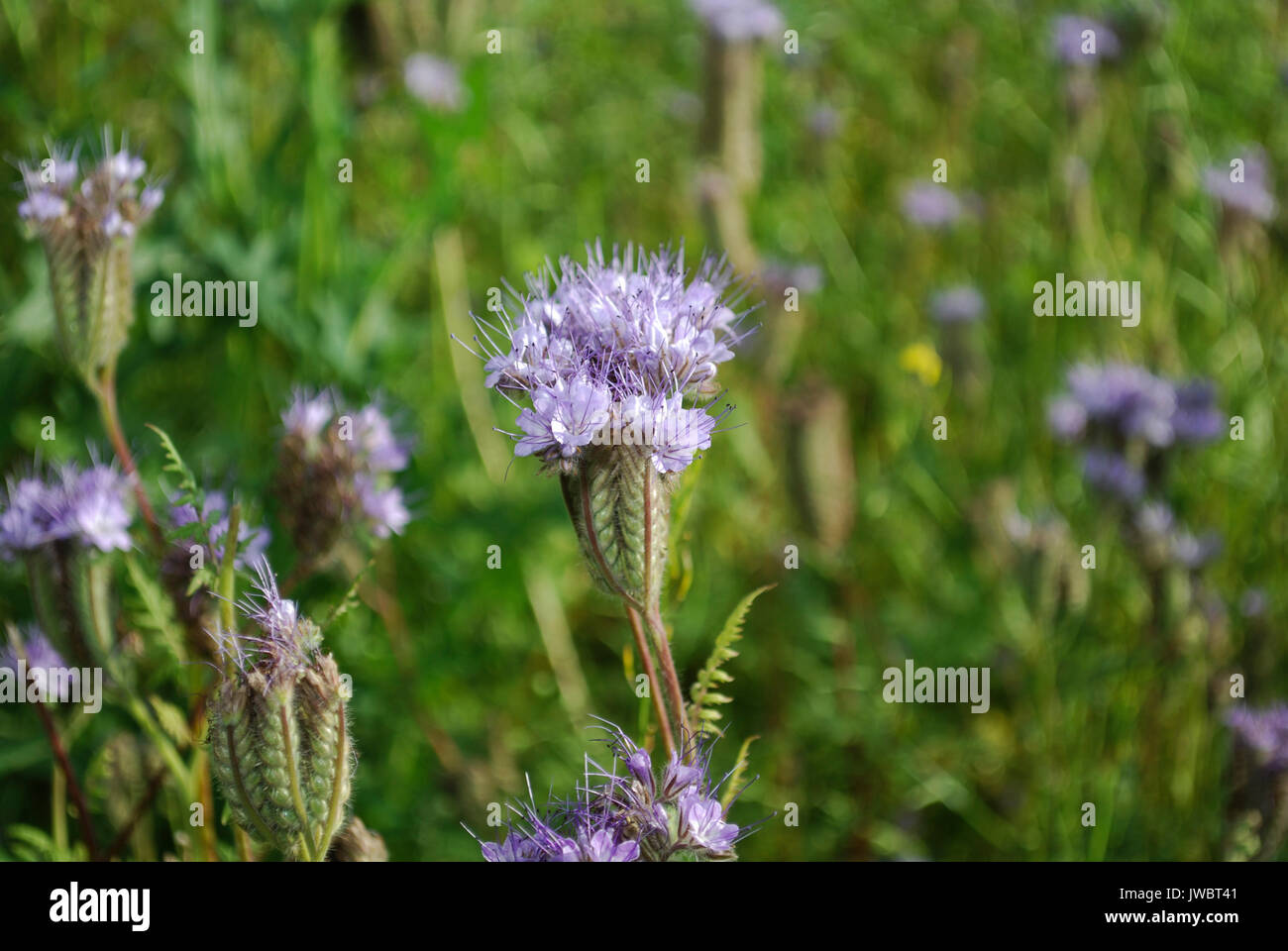 Blue phacelia (Phacelia tanacetifolia Benth) bloom on the plantation ...