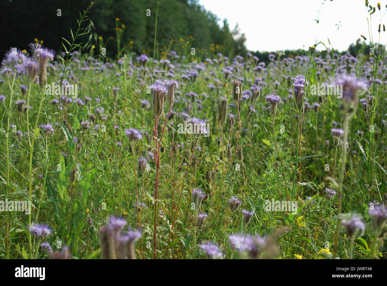 Blue phacelia (Phacelia tanacetifolia Benth) bloom on the plantation ...