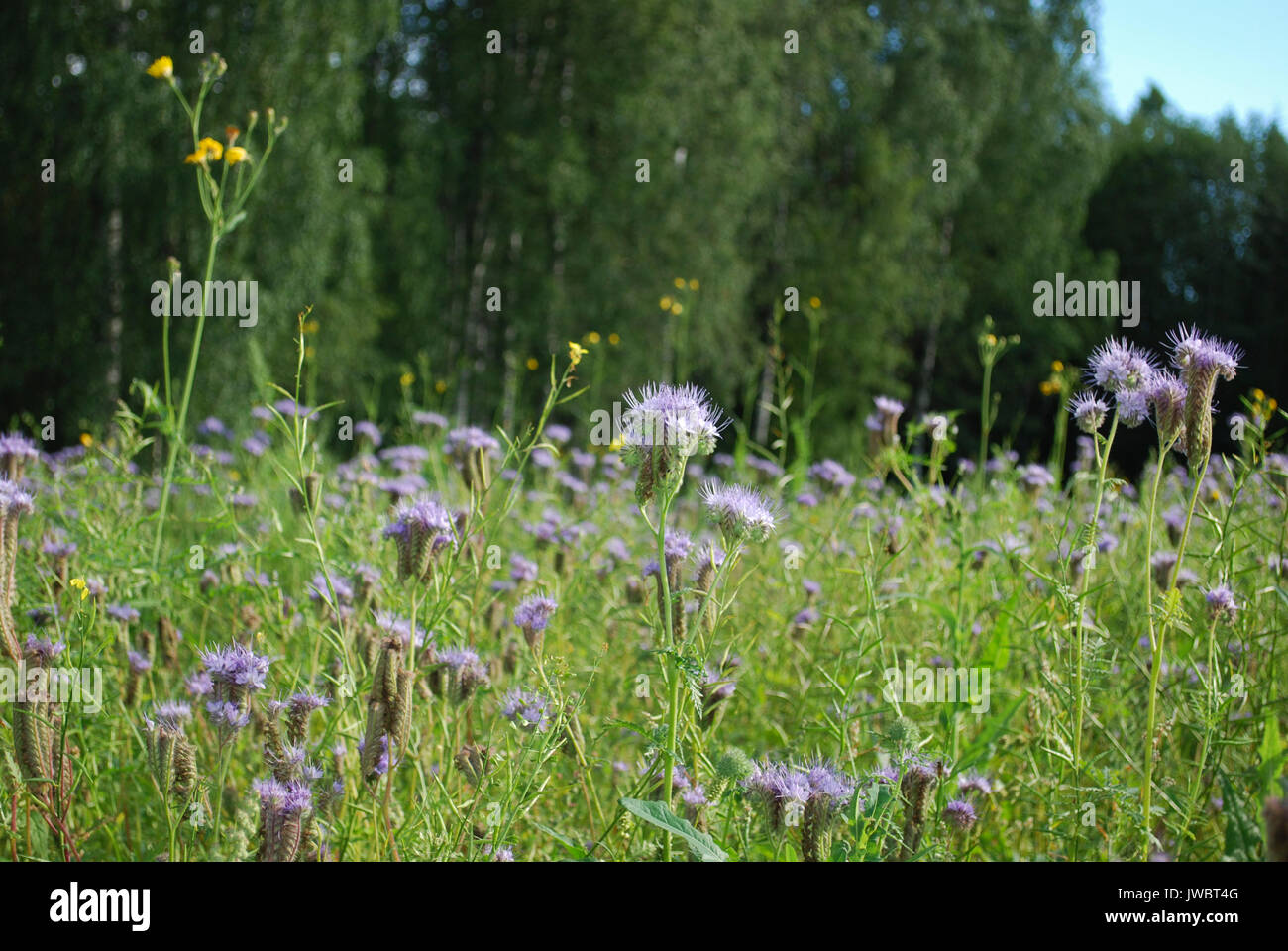 Blue phacelia (Phacelia tanacetifolia Benth) bloom on the plantation ...