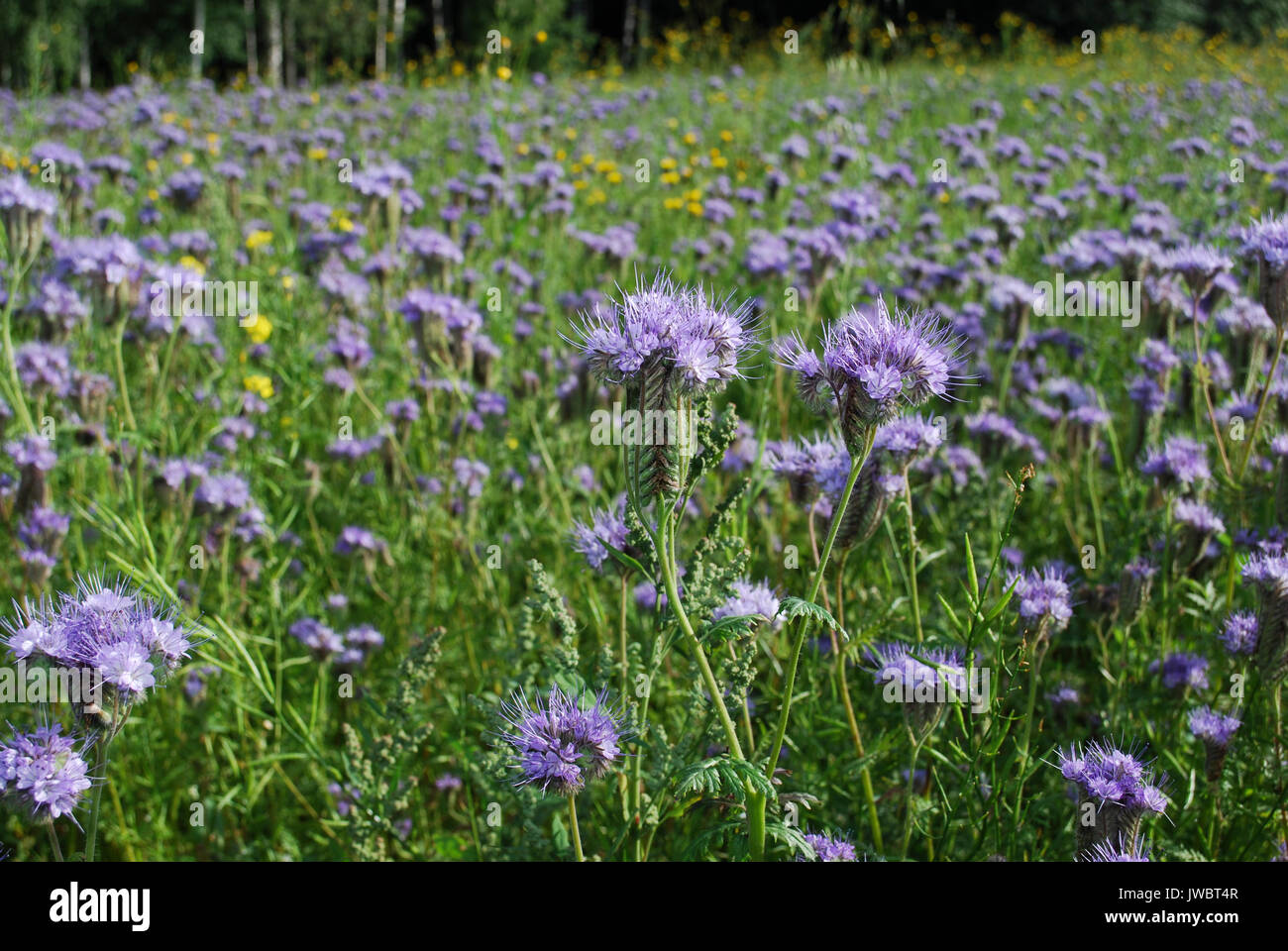 Blue phacelia (Phacelia tanacetifolia Benth) bloom on the plantation ...