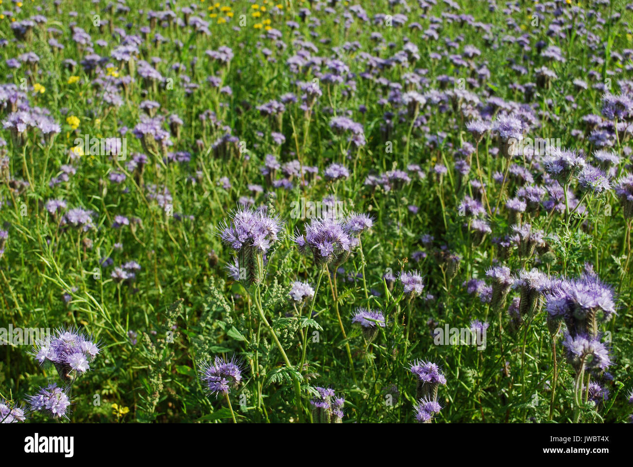 Blue phacelia (Phacelia tanacetifolia Benth) bloom on the plantation ...
