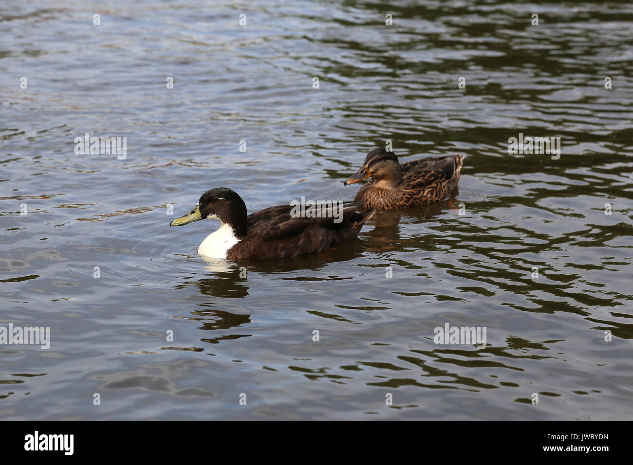 Male duclair duck hi-res stock photography and images - Alamy