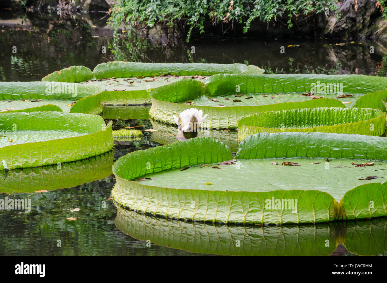Green waterlilies hi-res stock photography and images - Alamy