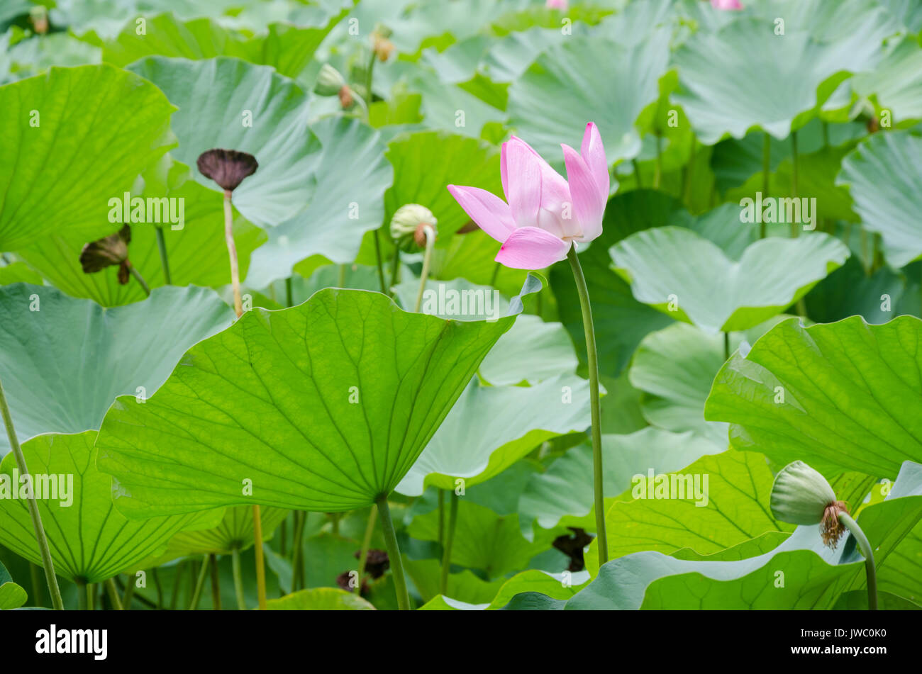 Chinese Lotus Flower
