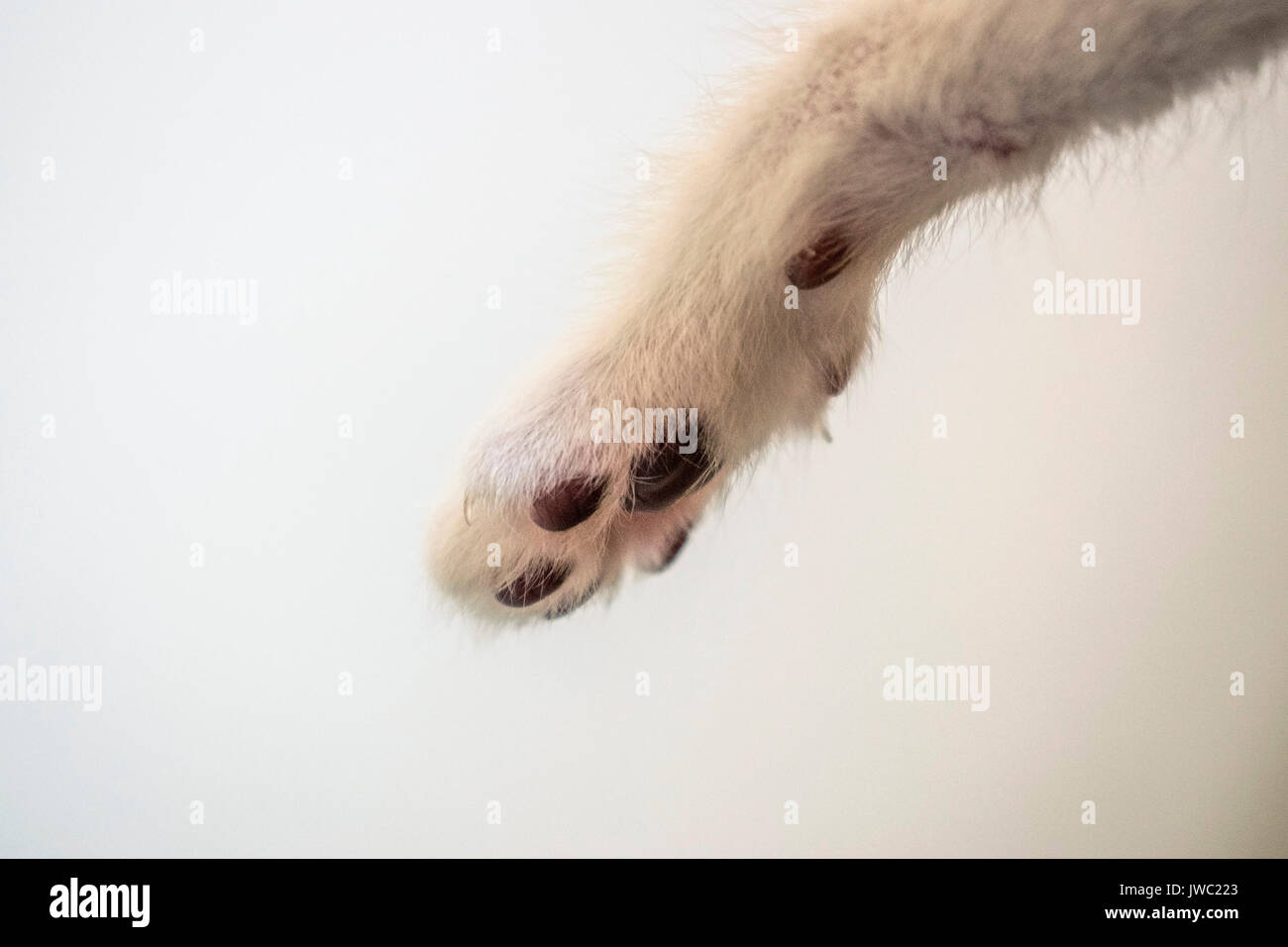 Cat paw hi-res stock photography and images - Alamy