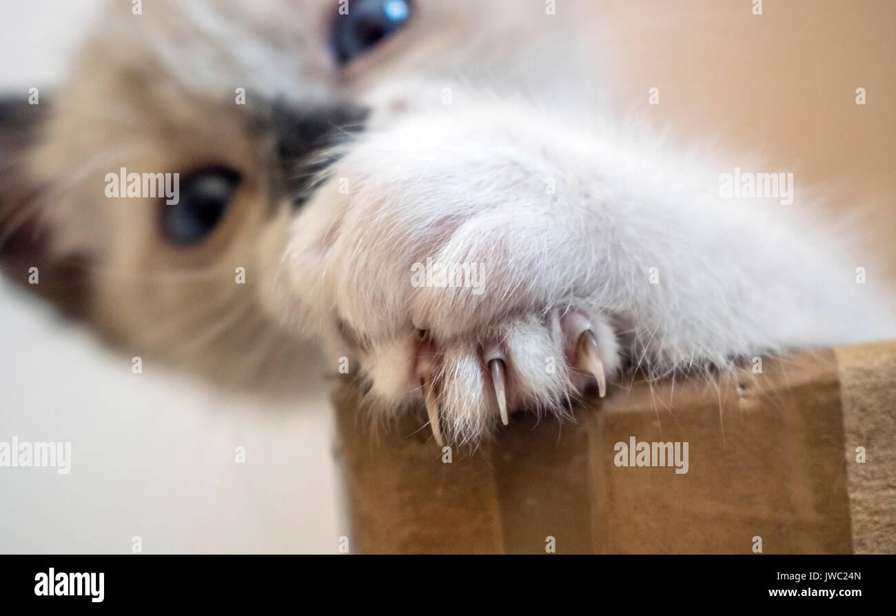 Cat showing two paws on top of a cardboard box, out of focus in the ...