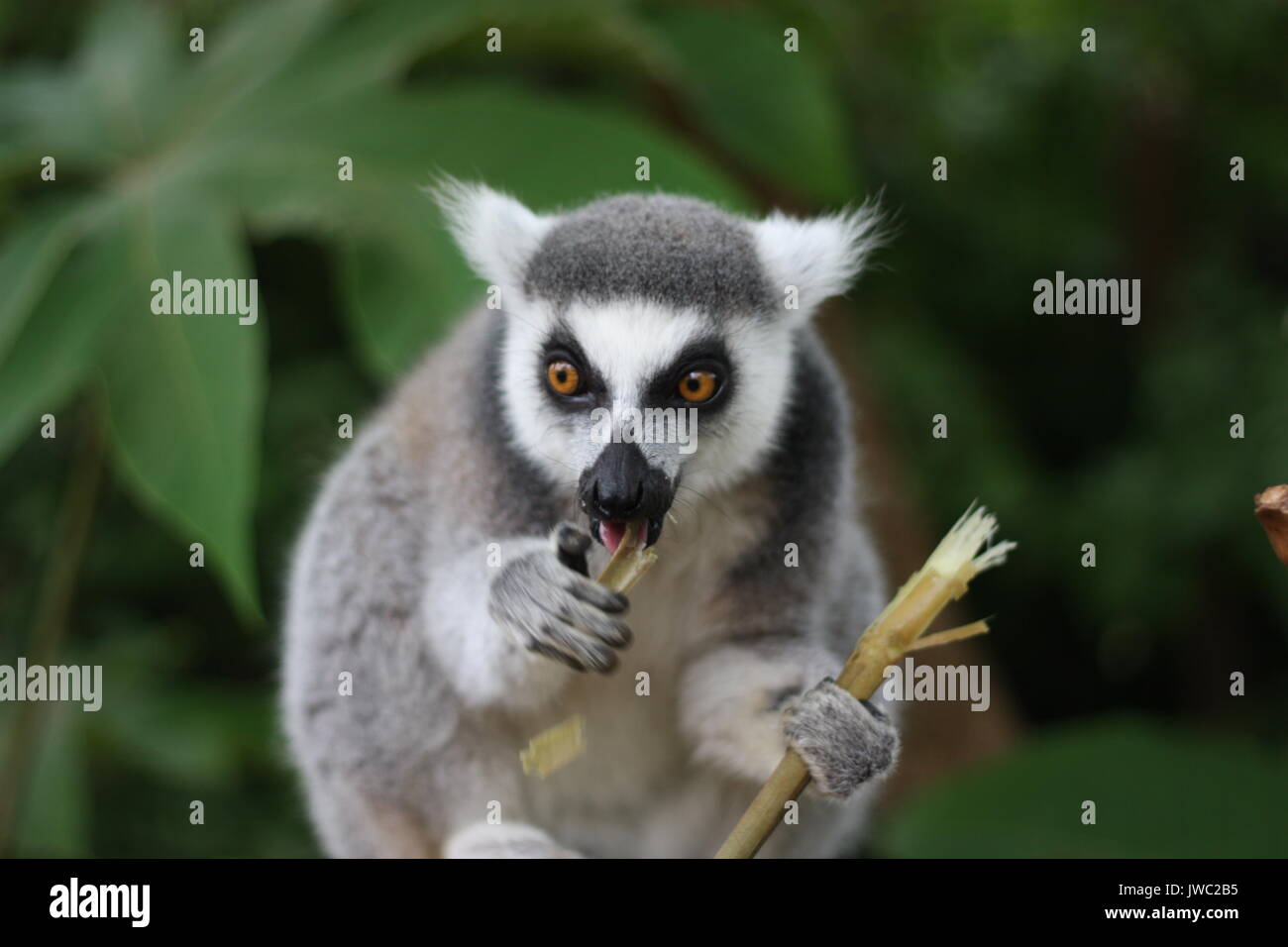 Lemures ghosts or spirits hi-res stock photography and images - Alamy