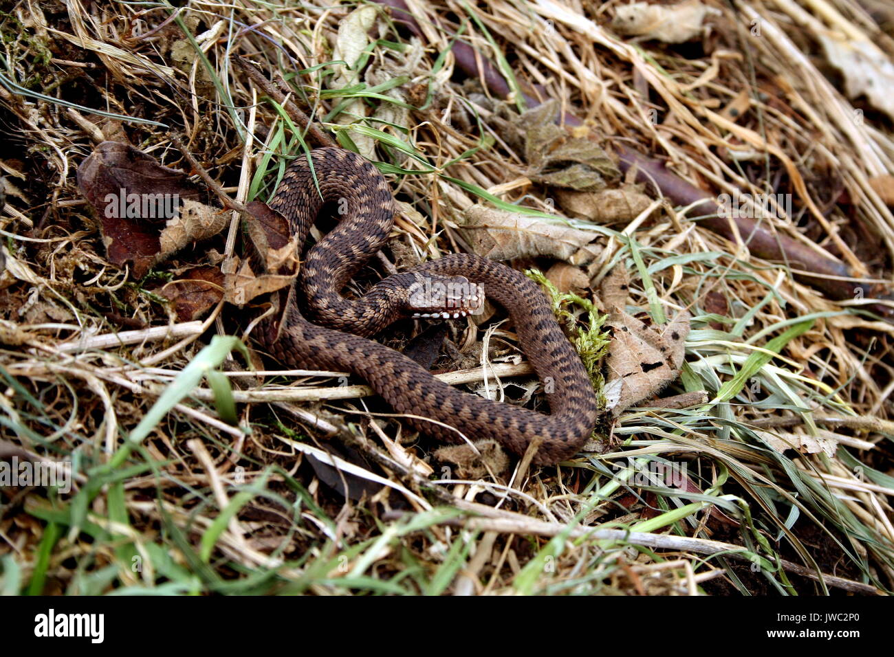 British adder High Resolution Stock Photography and Images - Alamy