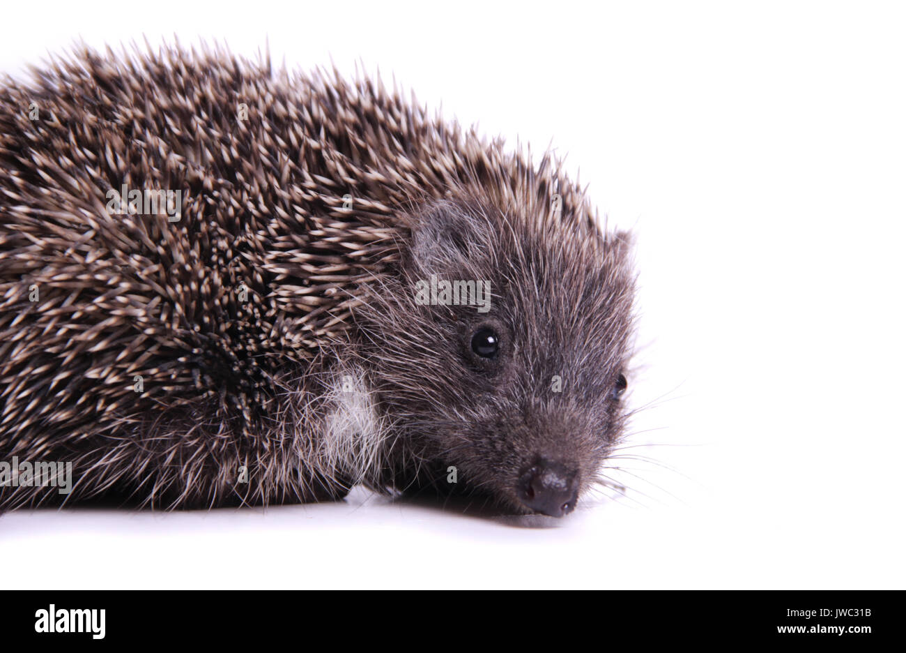 Hedgehog isolated on white Stock Photo - Alamy