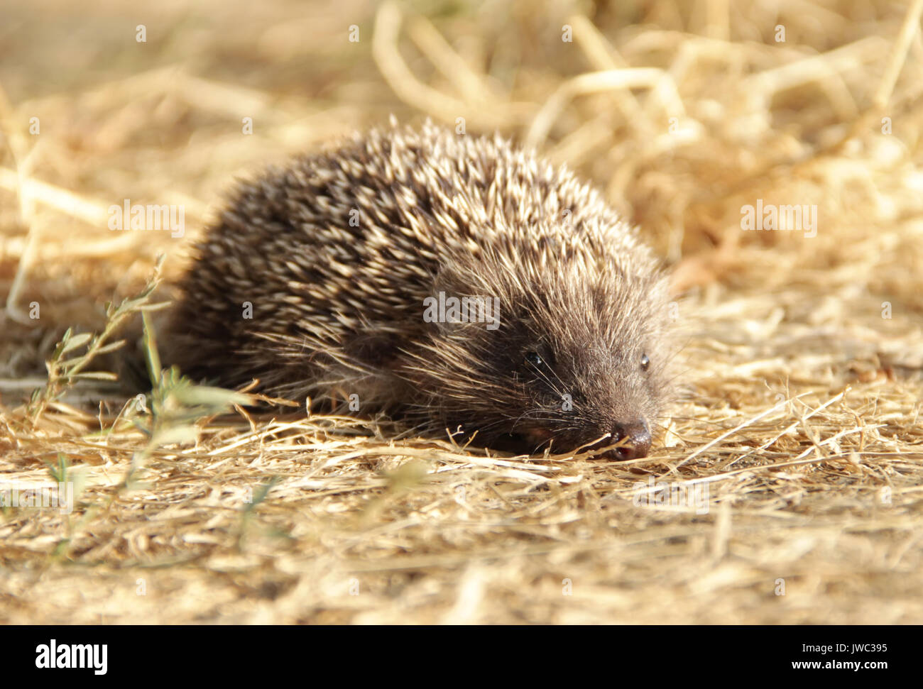 Cute hedgehog outside hi-res stock photography and images - Alamy