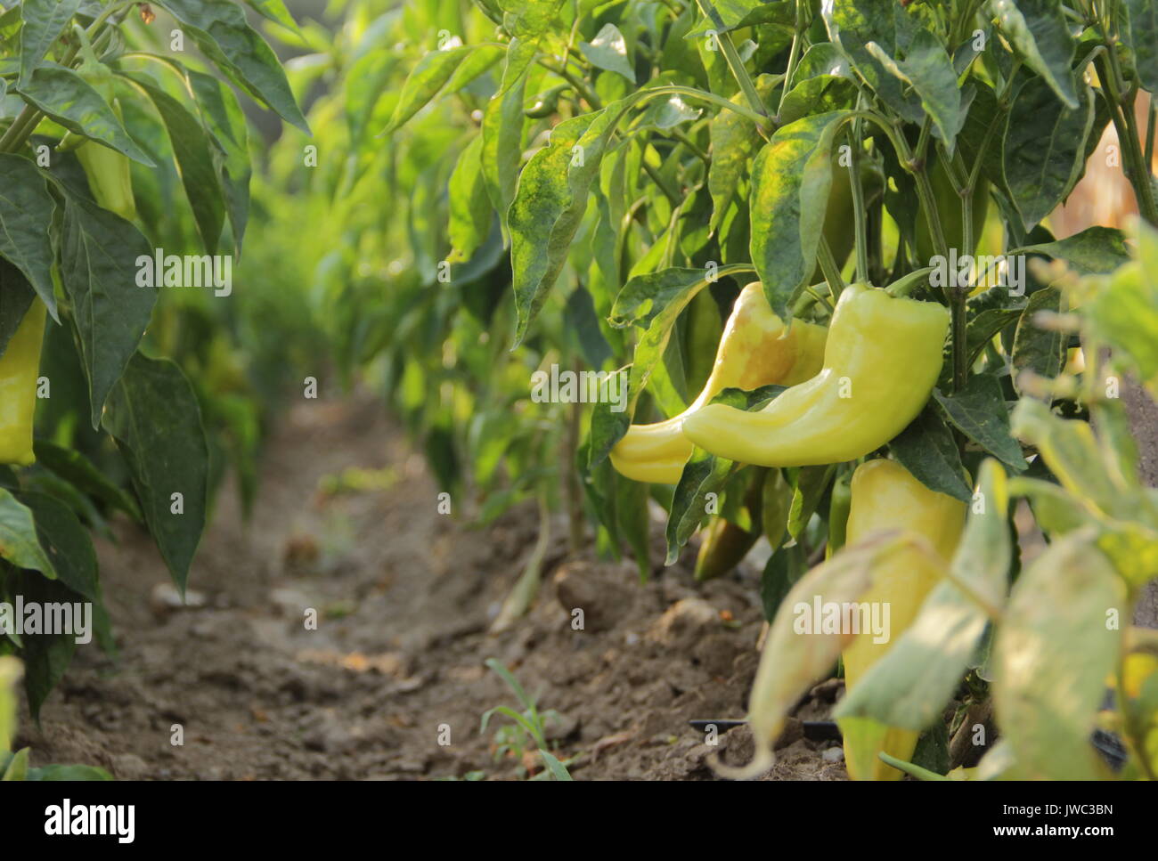 Rows of peppers growing in a field Stock Photo - Alamy