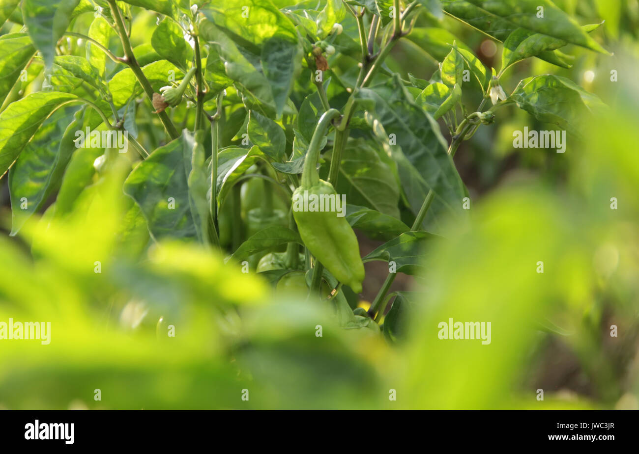 Paprika growing in a field hi-res stock photography and images - Alamy