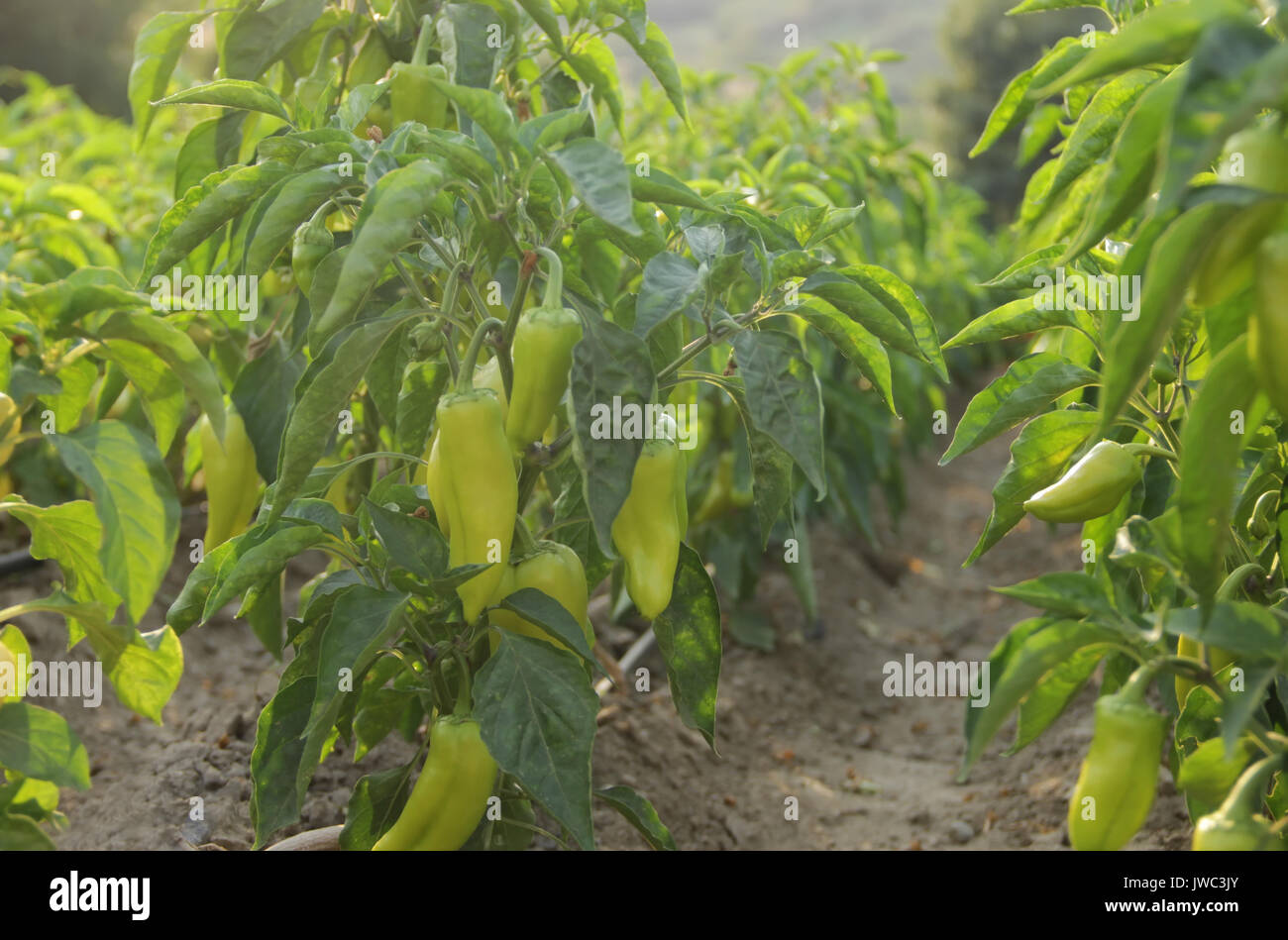 Rows of peppers growing in a field Stock Photo - Alamy