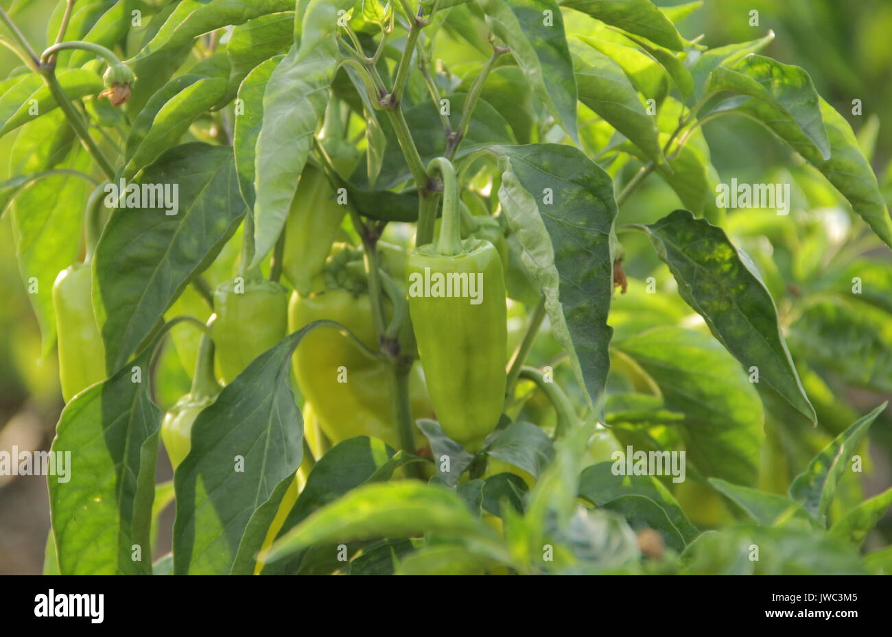 Paprika growing in a field hi-res stock photography and images - Alamy