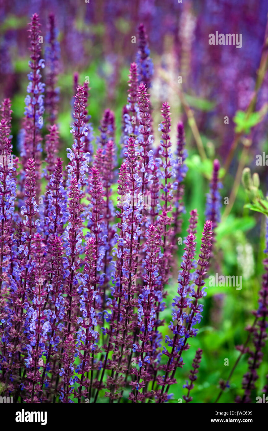Salviaflowers hi-res stock photography and images - Alamy