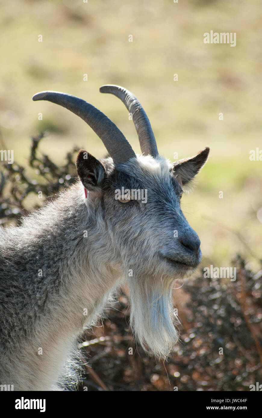 Portrait of an isolated wild goat looking at the camer on a sunny day ...