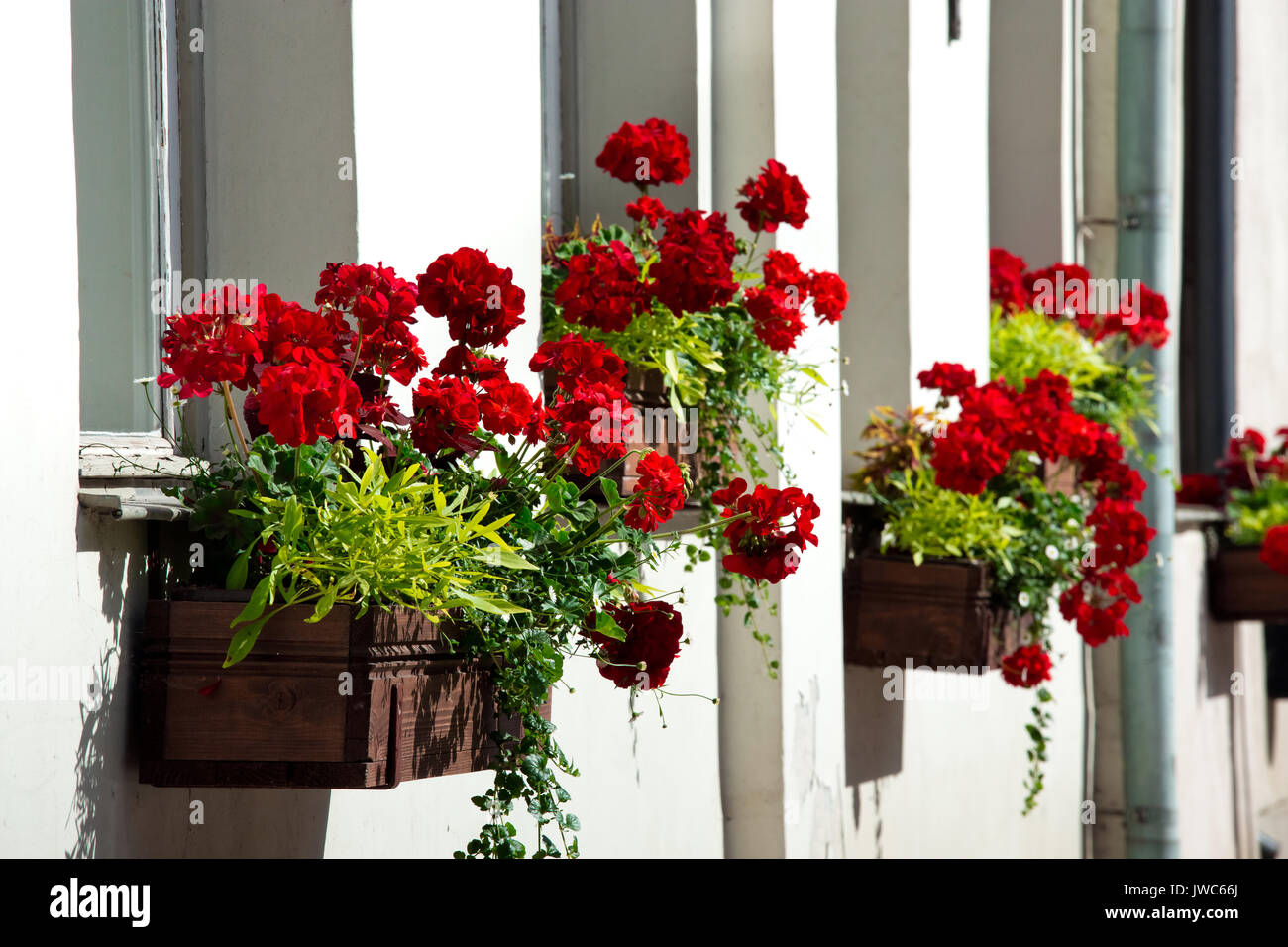 Red flowers in wooden boxes on the wall. Flowering plants on the window ...