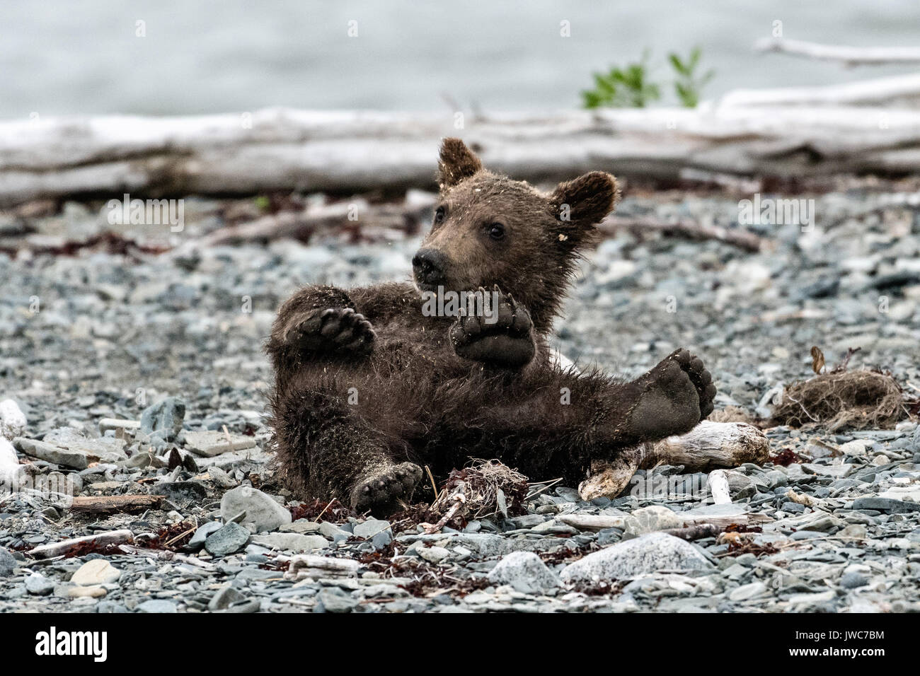 A Brown bear cub rolls around on the beach at the McNeil River State ...