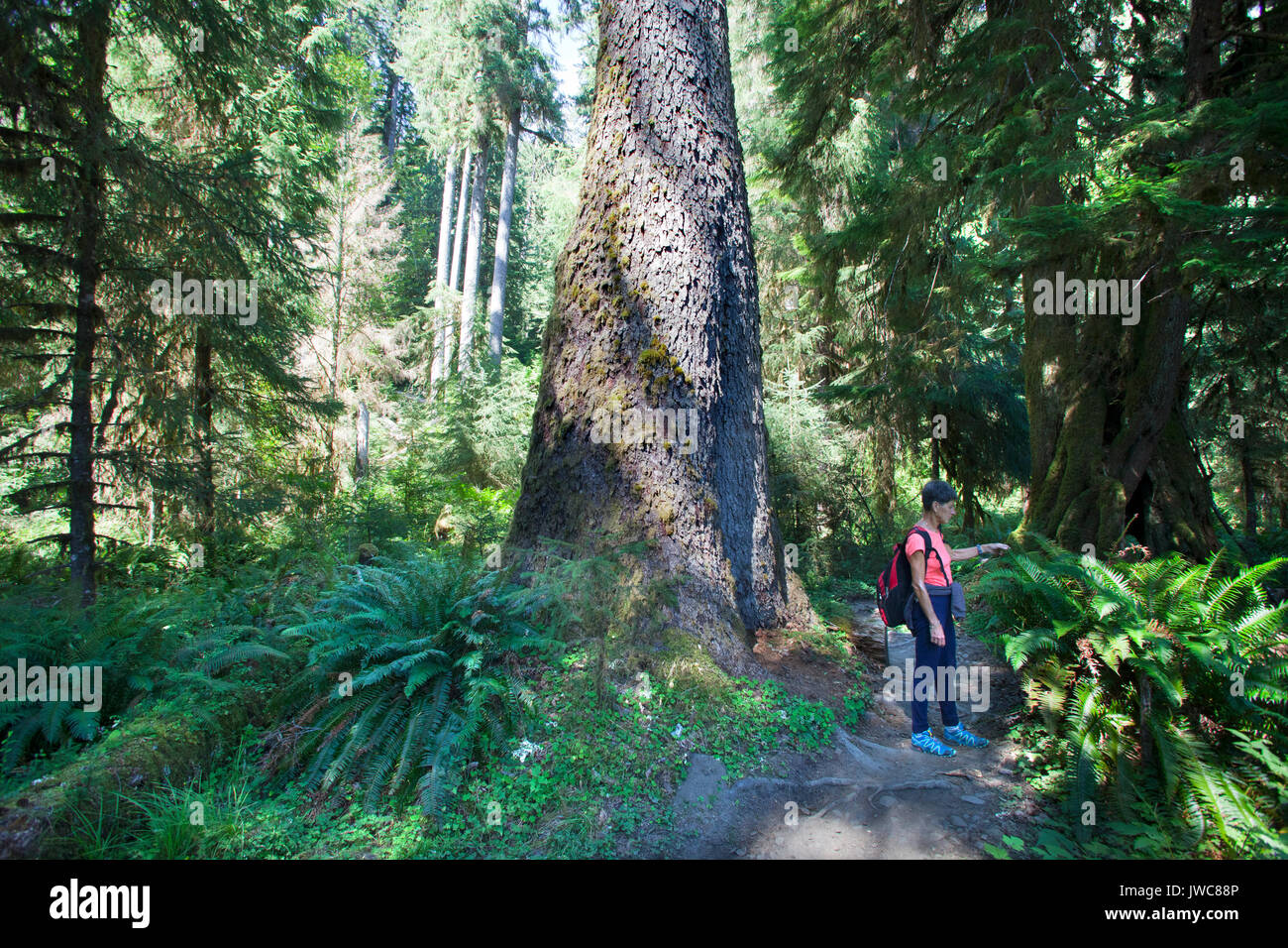 Hoh river trail, rain forest, Olympic National Park, State of ...