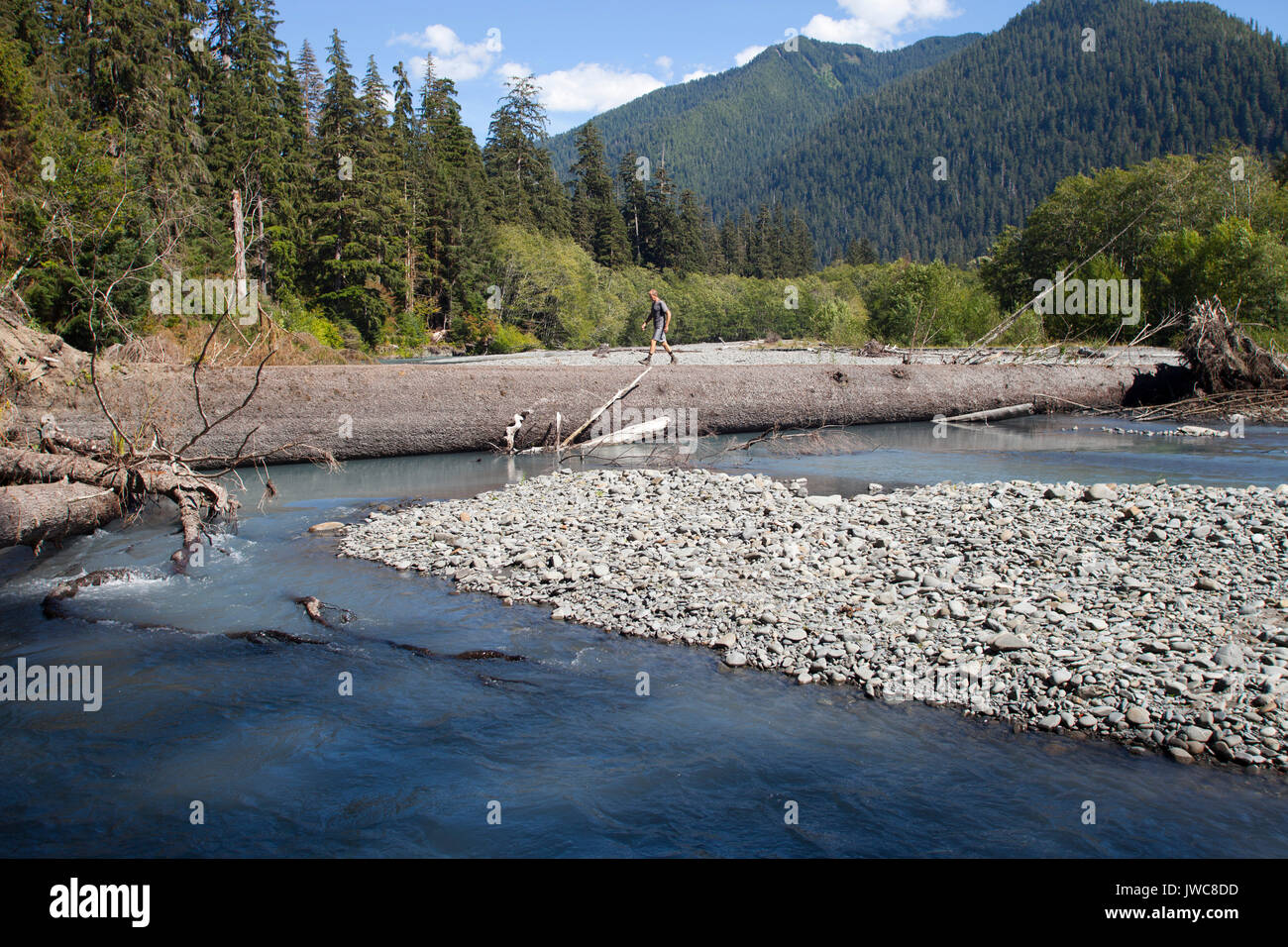Hoh river, Olympic National Park, State of Washington, USA, America ...
