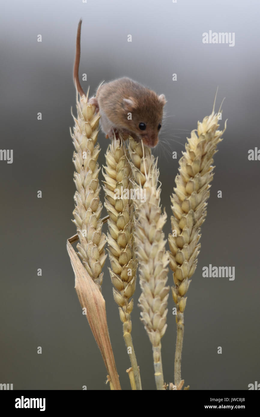 Harvest Mouse sitting on Wheat stem Stock Photo - Alamy