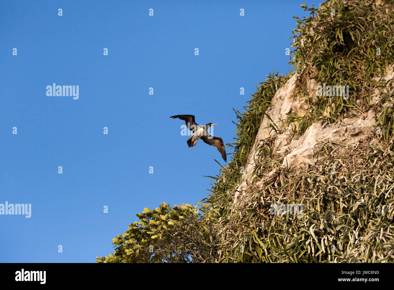 Brown Boobies High Resolution Stock Photography and Images - Alamy