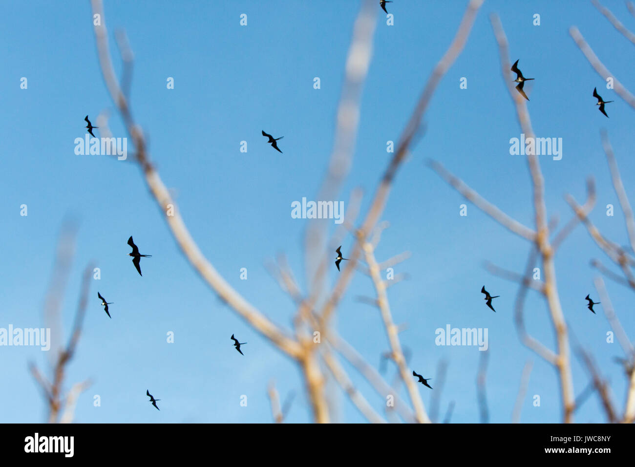 Frigate birds flying hi-res stock photography and images - Alamy