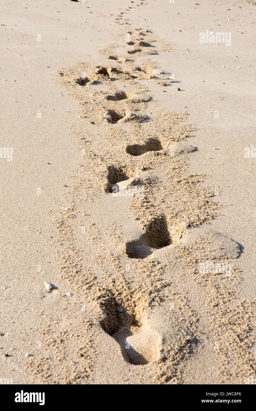 Sand iguana hi-res stock photography and images - Alamy