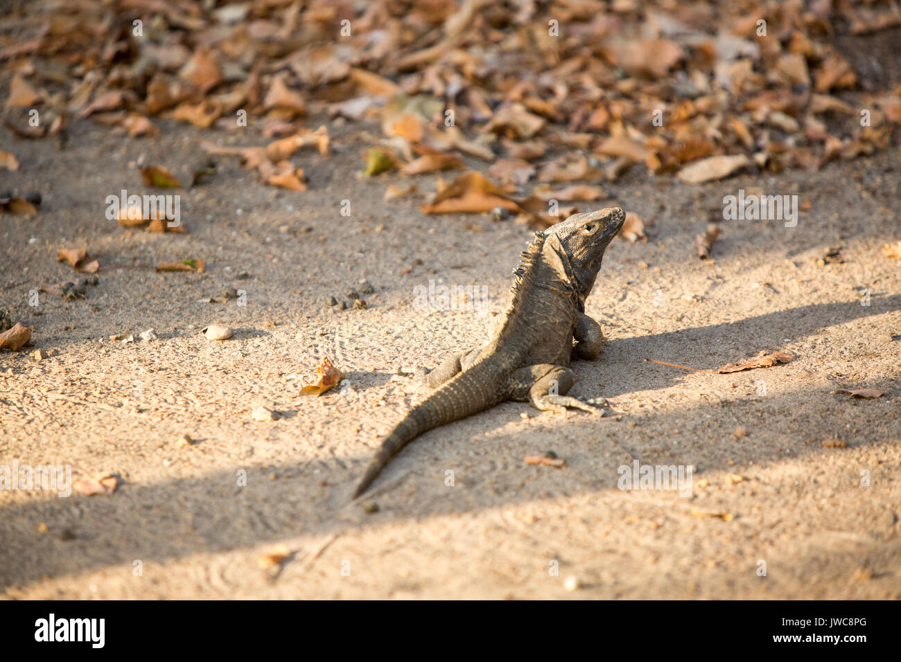 Spiny tail hi-res stock photography and images - Alamy