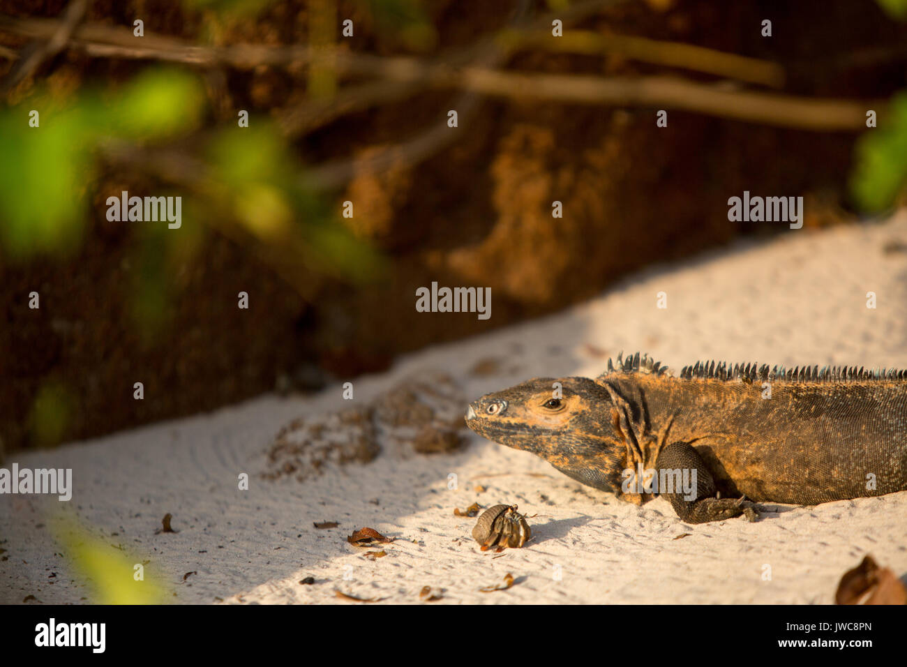 Spiny tail hi-res stock photography and images - Alamy