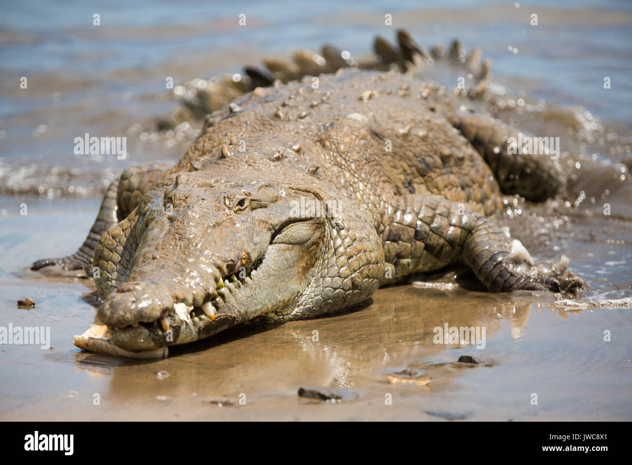 American crocodiles crocodylus acutus on hi-res stock photography and ...