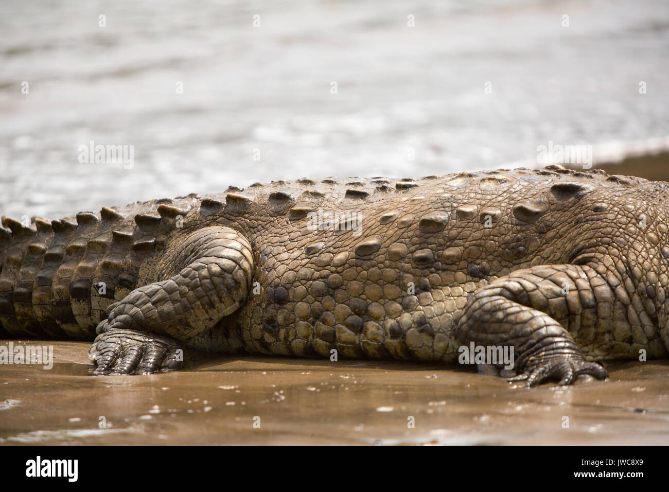 Scaly skin hi-res stock photography and images - Alamy