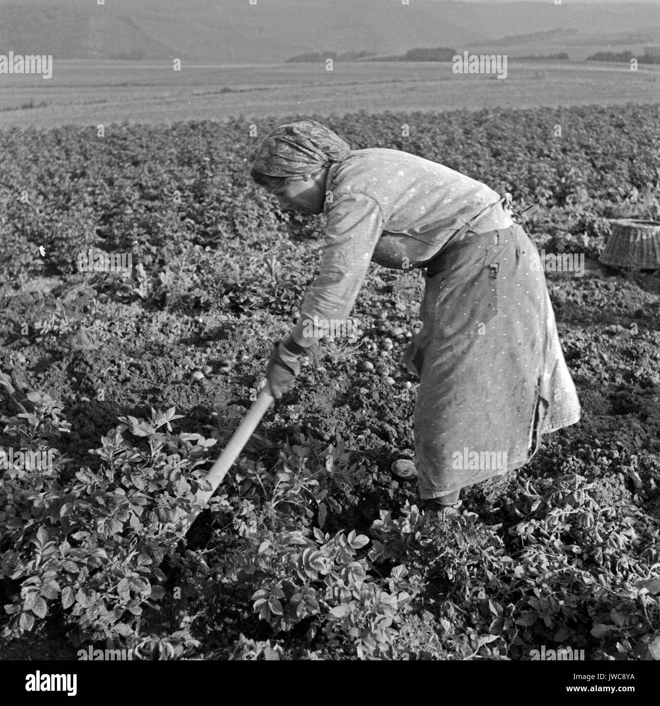 Farm Harvest 1930s High Resolution Stock Photography and Images - Alamy