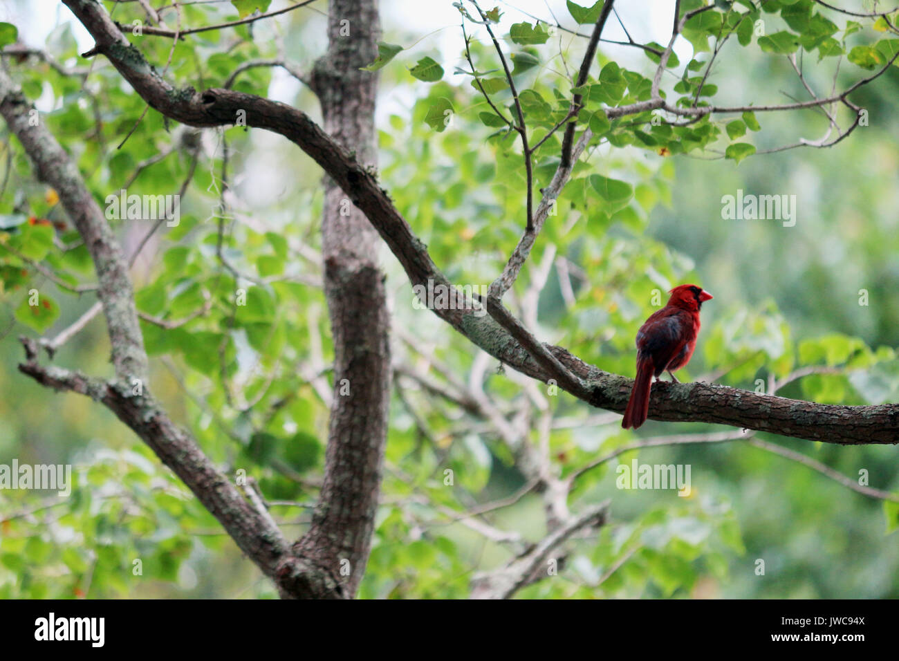 Small cardinal hi-res stock photography and images - Alamy