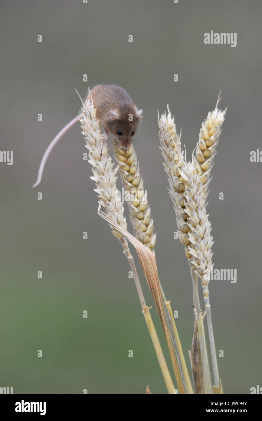 Harvest Mouse sitting on Wheat stem Stock Photo - Alamy
