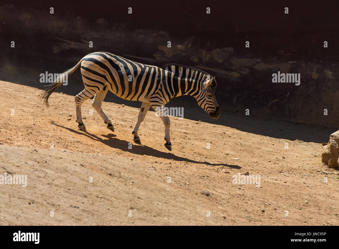 Zebra walking on the savanna Stock Photo - Alamy