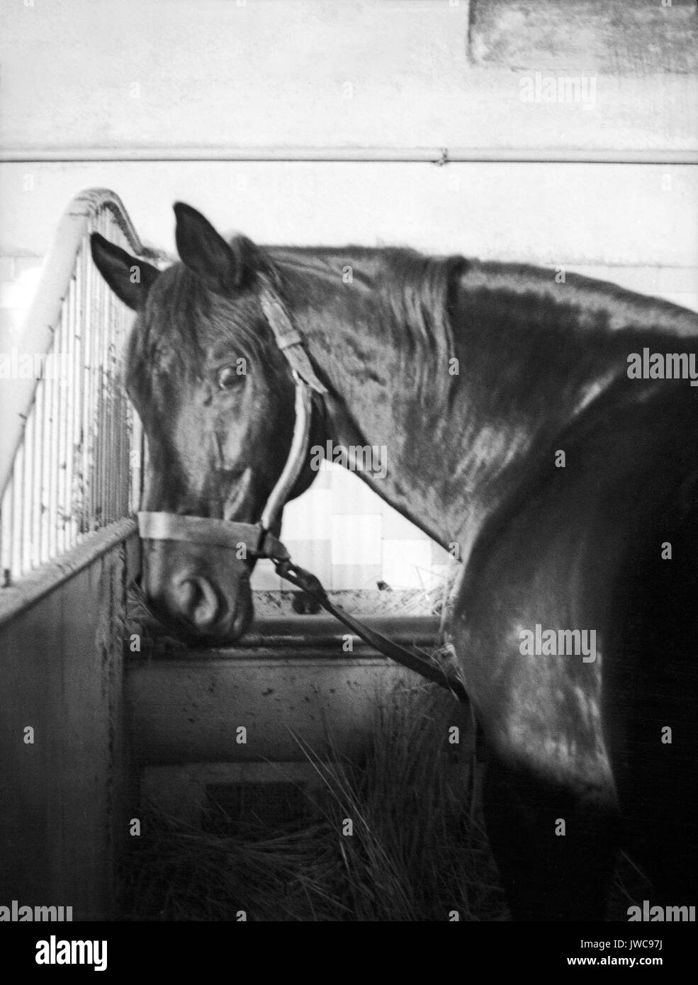 Black Horse Stable High Resolution Stock Photography and Images - Alamy