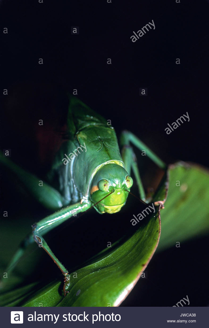 Tettigoniidae Stock Photos & Tettigoniidae Stock Images - Alamy