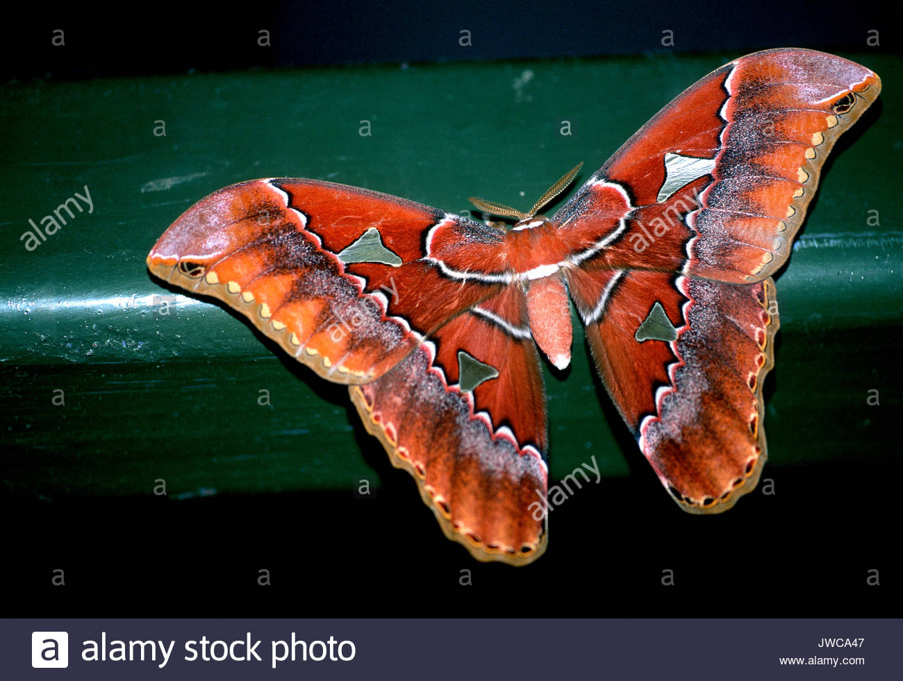 Saturniidae Moth Stock Photos & Saturniidae Moth Stock Images - Alamy
