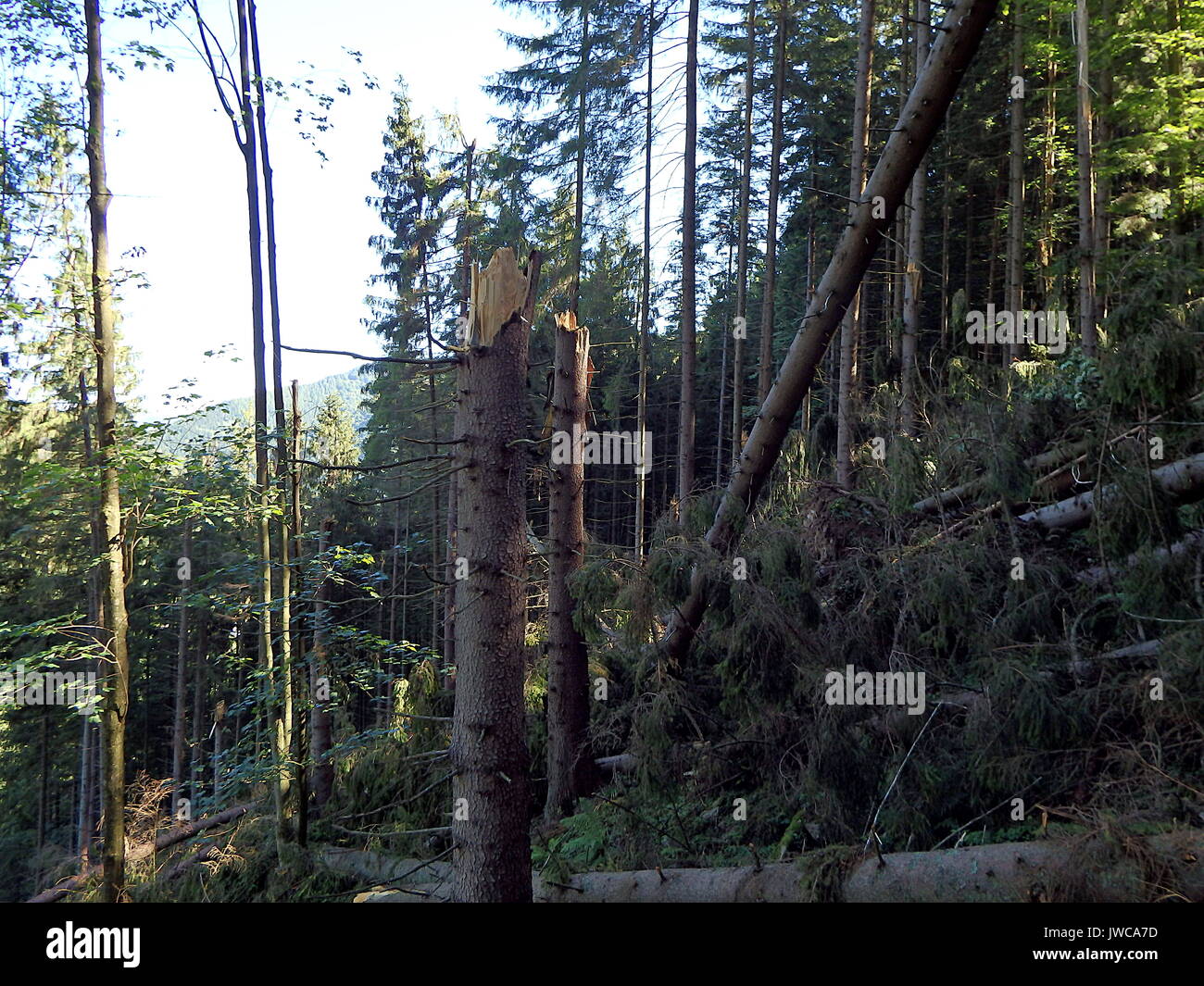 Destroyed forest as an effect of strong storm Stock Photo - Alamy