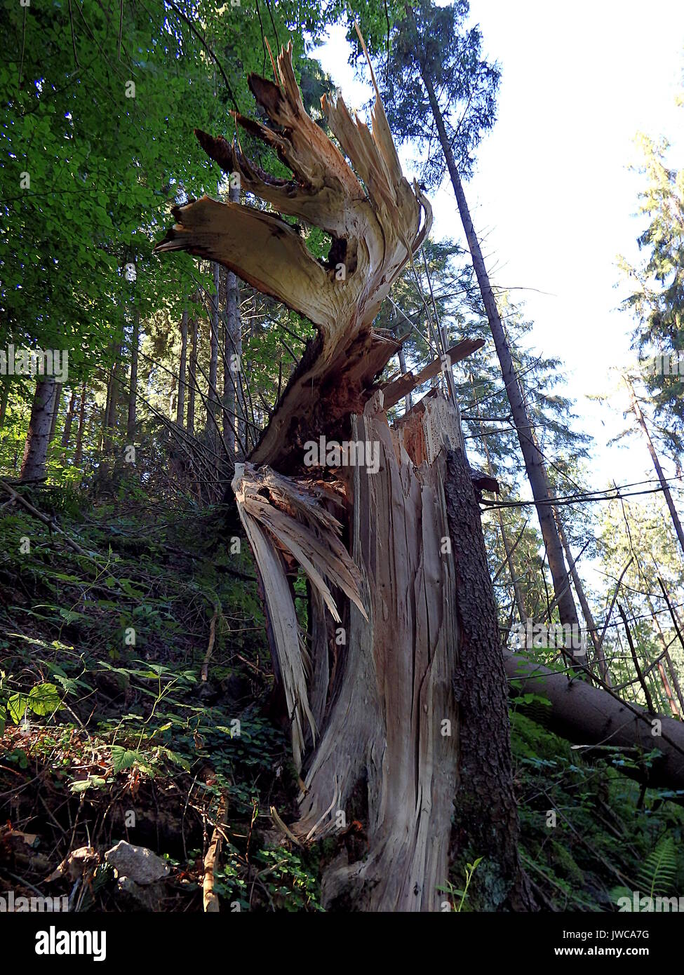 Broken tree by a wind, hurricane, Storm damage Stock Photo - Alamy
